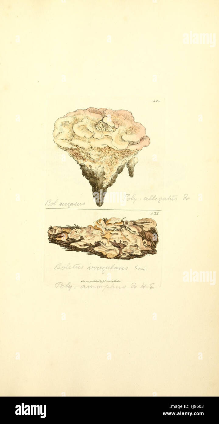 Illustrated figures of English fungi or mushrooms, providing detailed ...