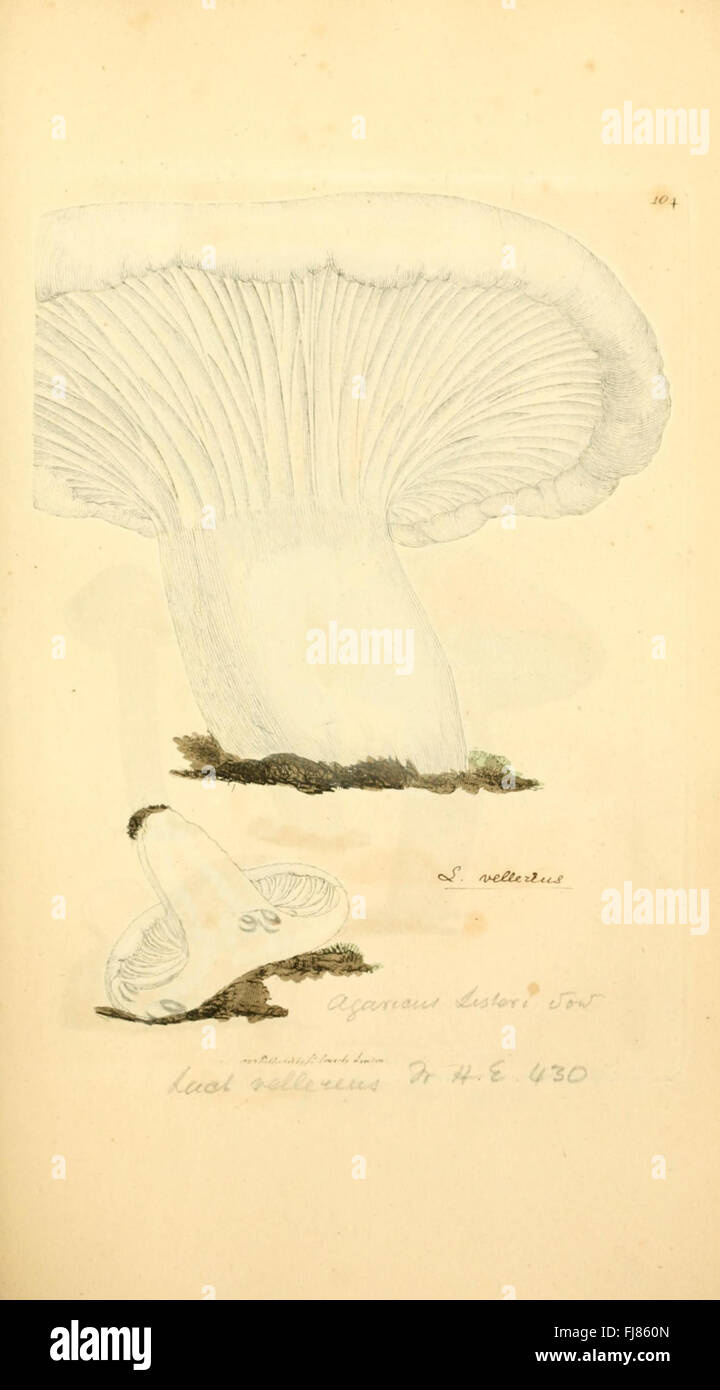 English Fungi, Mushrooms, Botanical Study, Fungal Species, Mertz ...