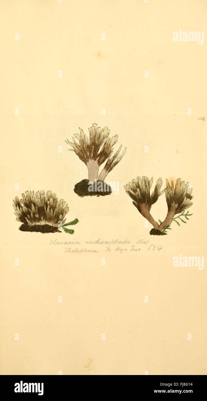 An illustration from the series 'Coloured Figures of English Fungi ...