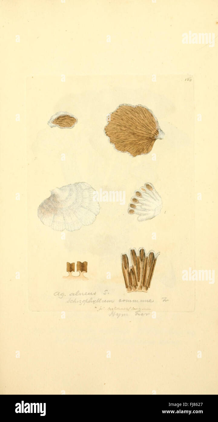 A detailed illustration of English fungi species, showcasing mushrooms ...