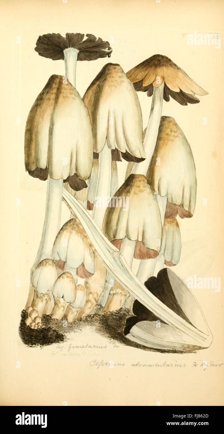 An illustration from 'Coloured Figures of English Fungi,' showcasing a ...