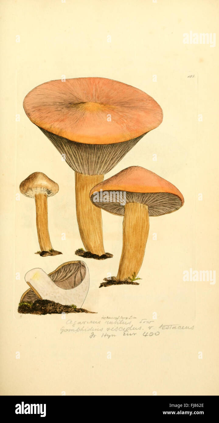 A botanical guide to English fungi, featuring hand-colored ...