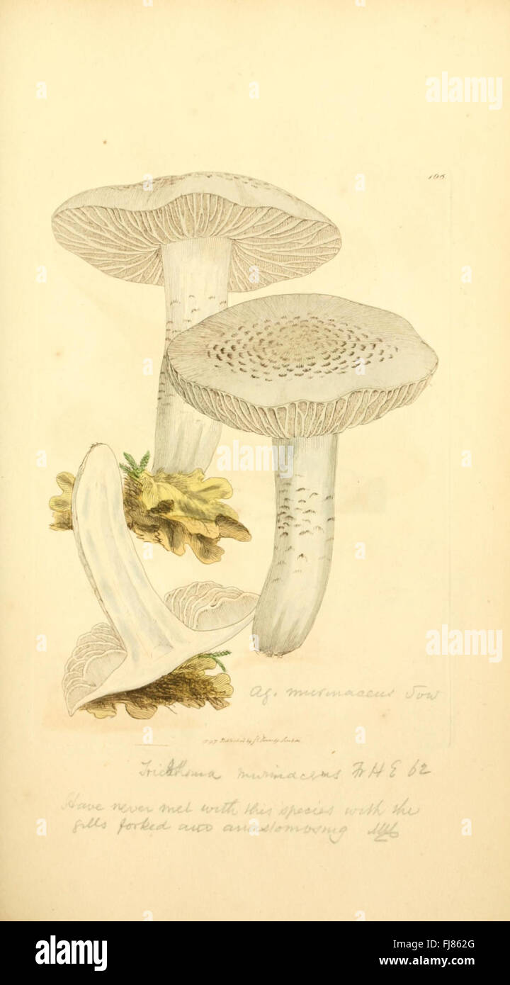 A botanical illustration series depicting English mushroom species with ...
