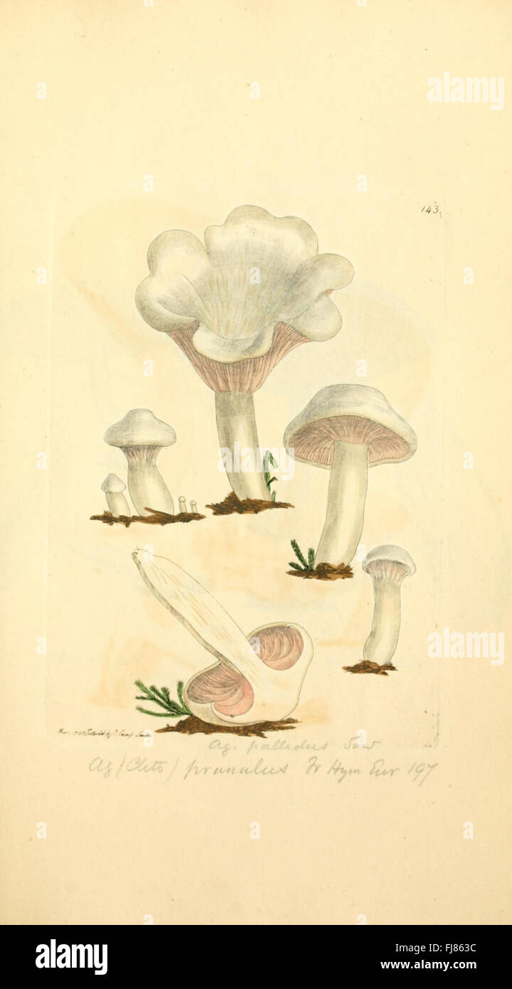 Illustration of English fungi or mushrooms from the 'Coloured figures ...