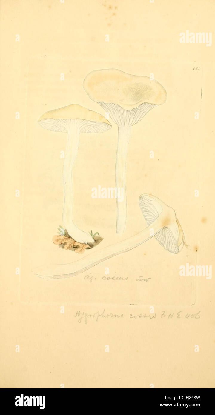 Coloured figures of English fungi or mushrooms (Tab. CXXI), England ...