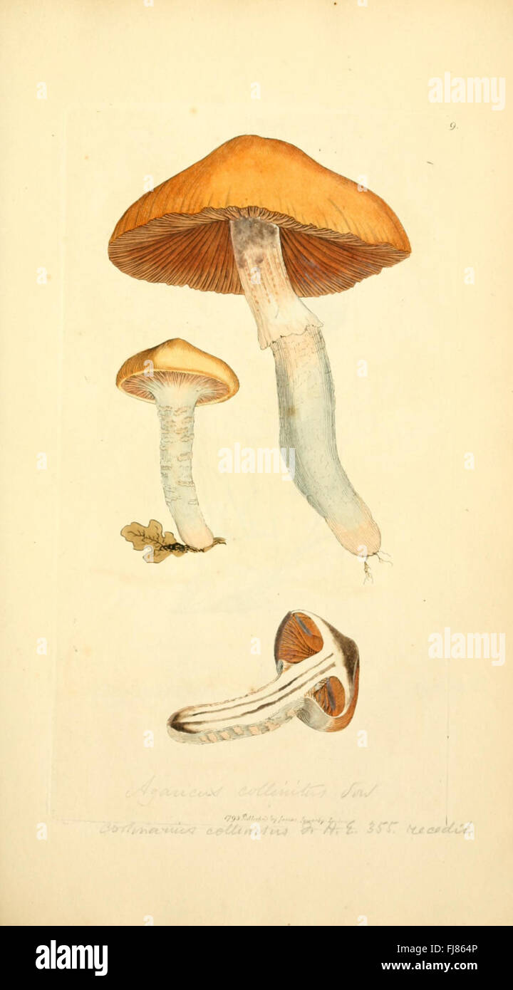 Coloured Figures of English Fungi or Mushrooms (Tab. IX): Illustrated ...