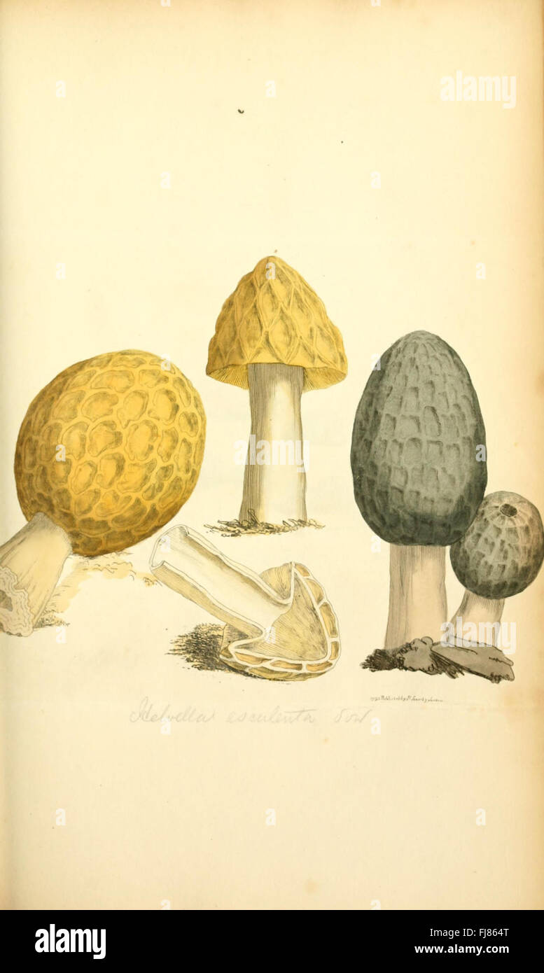 An illustrated work depicting various species of fungi and mushrooms ...