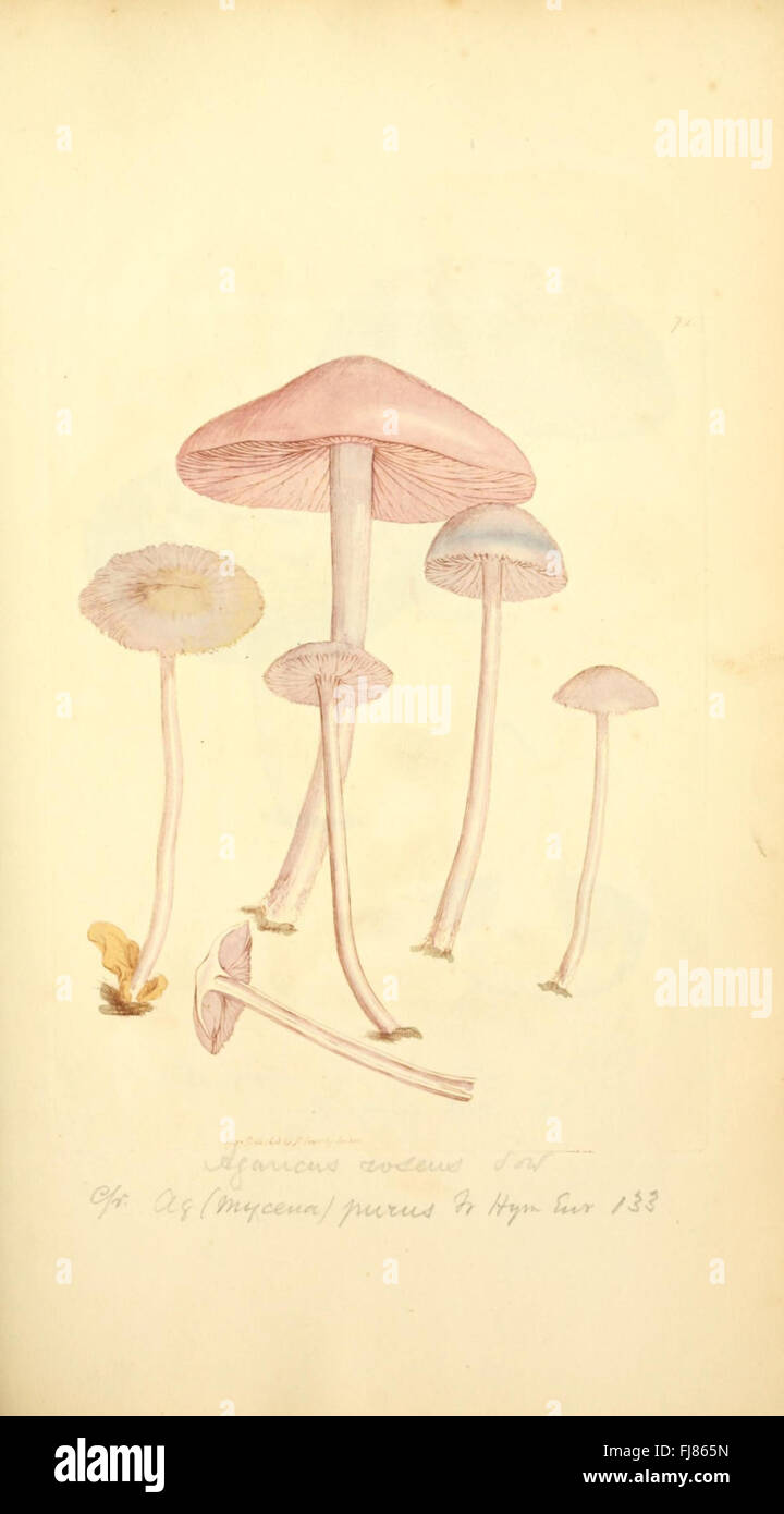 An illustration from *Coloured Figures of English Fungi* showing ...