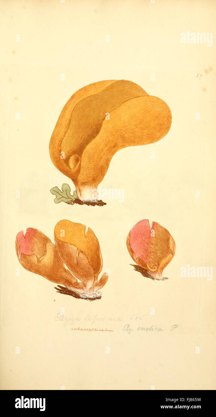 Detailed illustration of various species of mushrooms hi-res stock ...