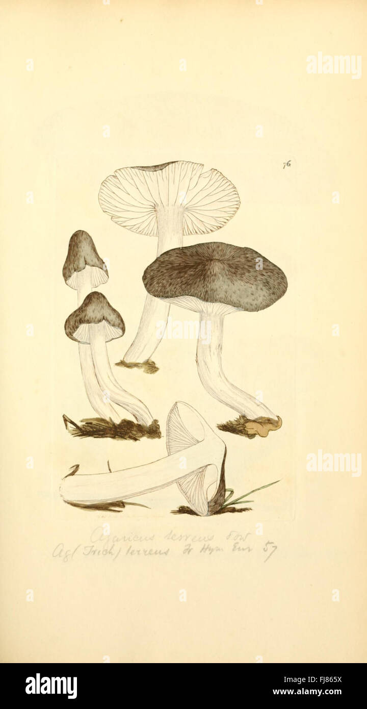 Documenting various mushrooms hi-res stock photography and images - Alamy