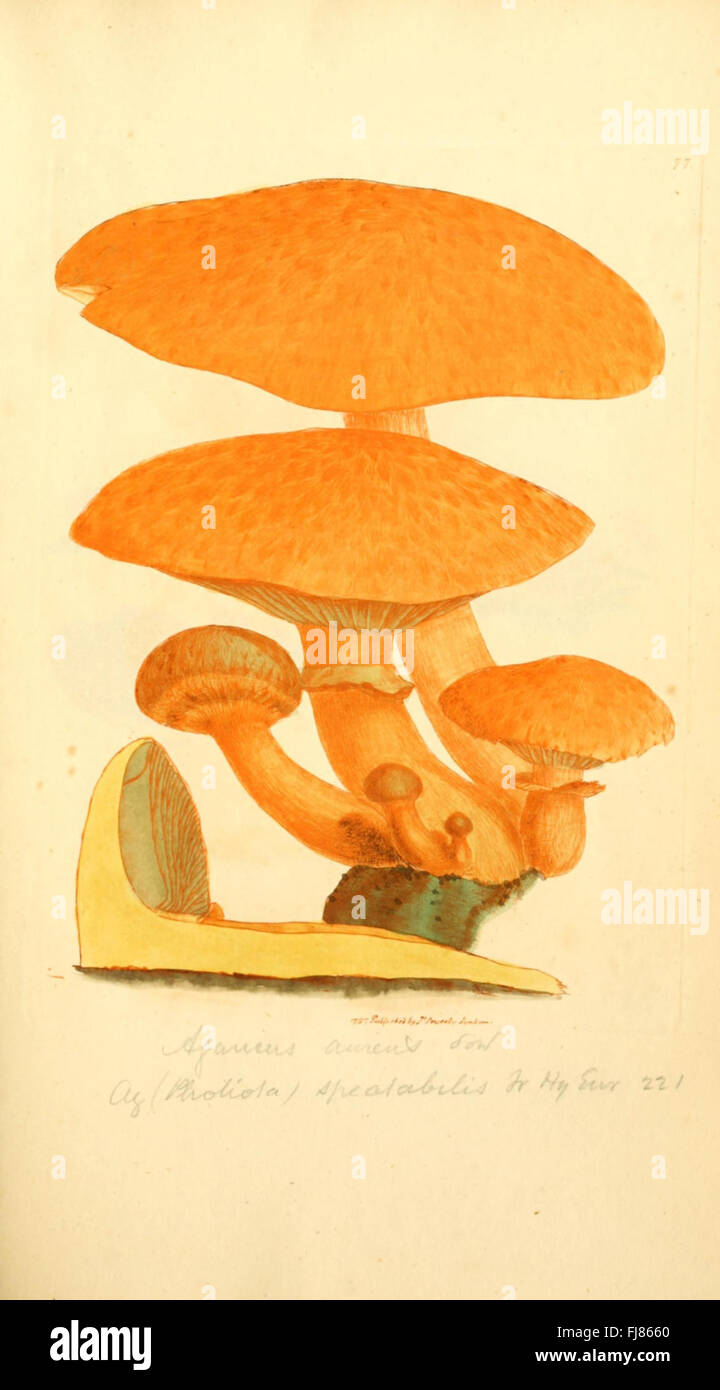 Detailed depictions of different plant species hi-res stock photography ...