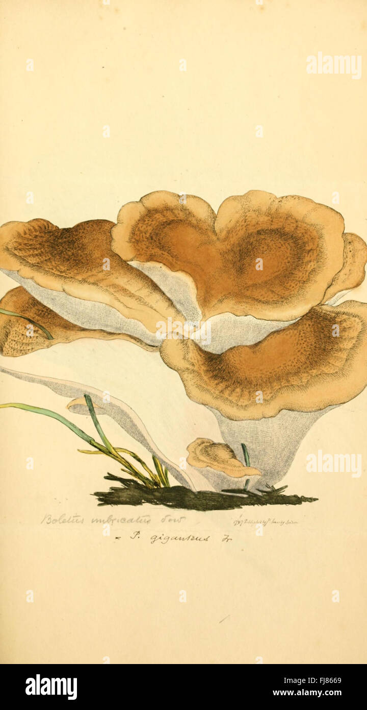 An illustration and description of English fungi and mushrooms ...