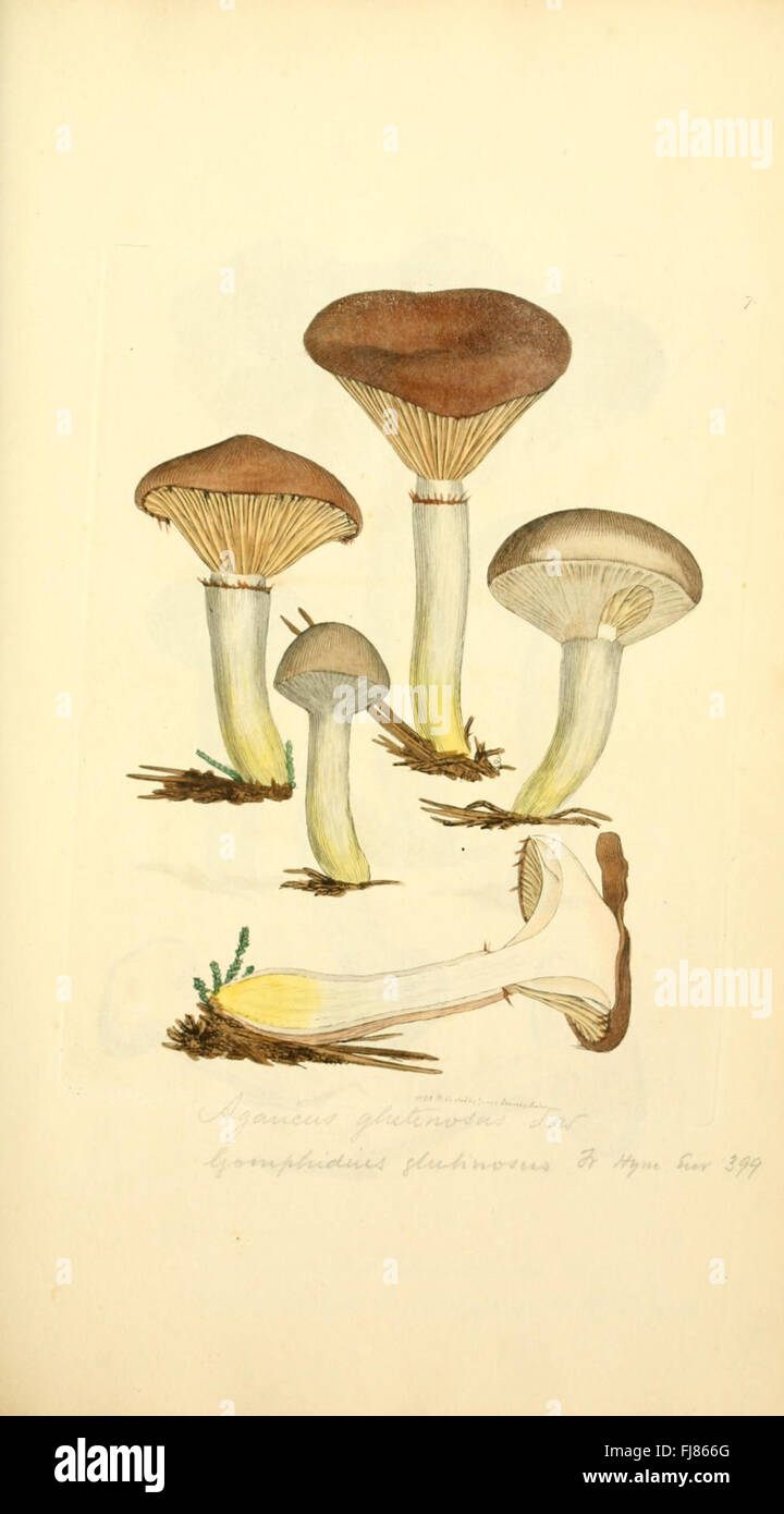 A detailed illustration from 'Coloured Figures of English Fungi or ...