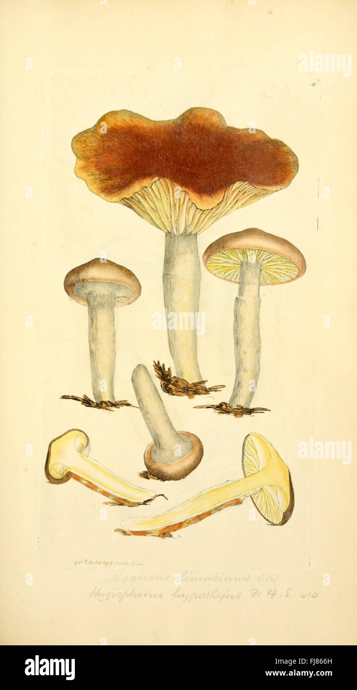 Illustrated guide to English fungi and mushrooms, with detailed color ...