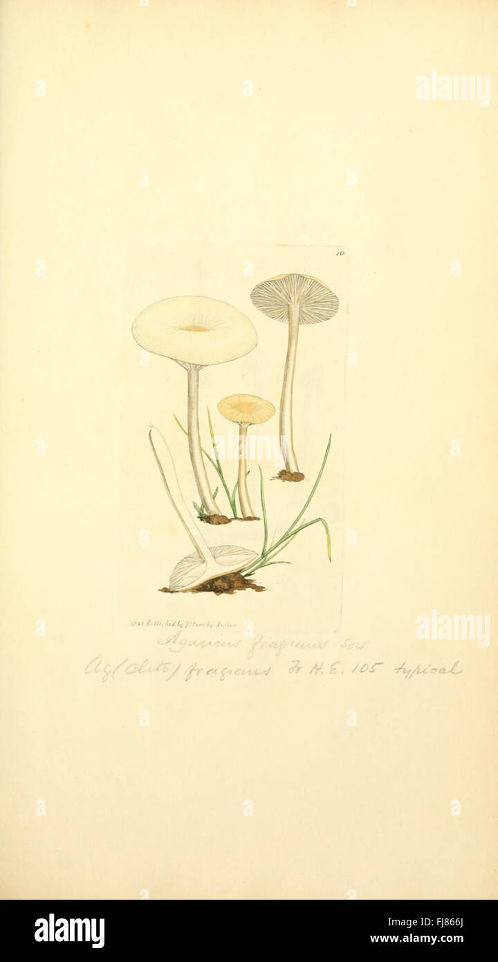 An illustration from 'Coloured Figures of English Fungi,' depicting a ...