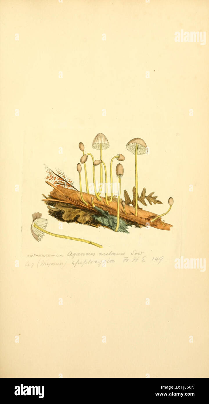 Coloured figures of English fungi or mushrooms (Tab. XCII) - Pictorial ...