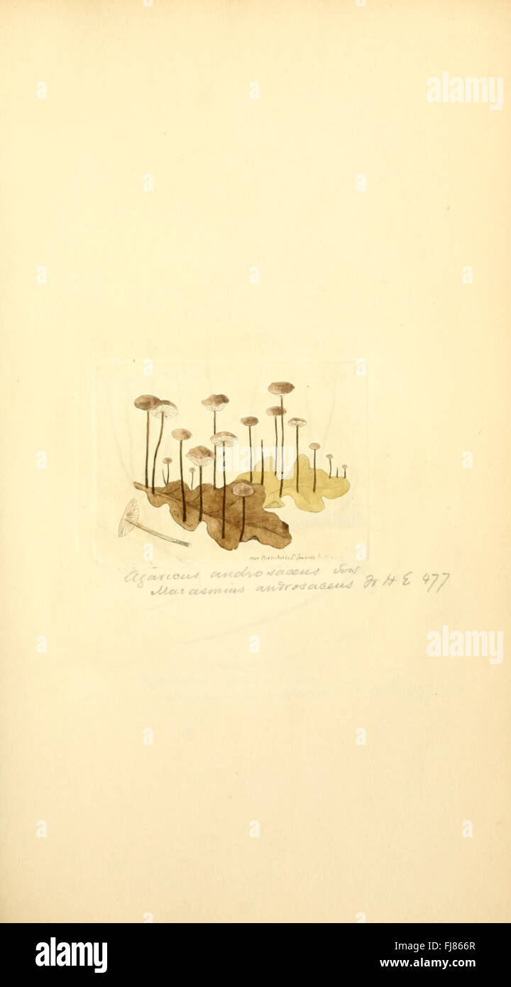 Coloured figures of English fungi or mushrooms (Tab. XCIV), England ...