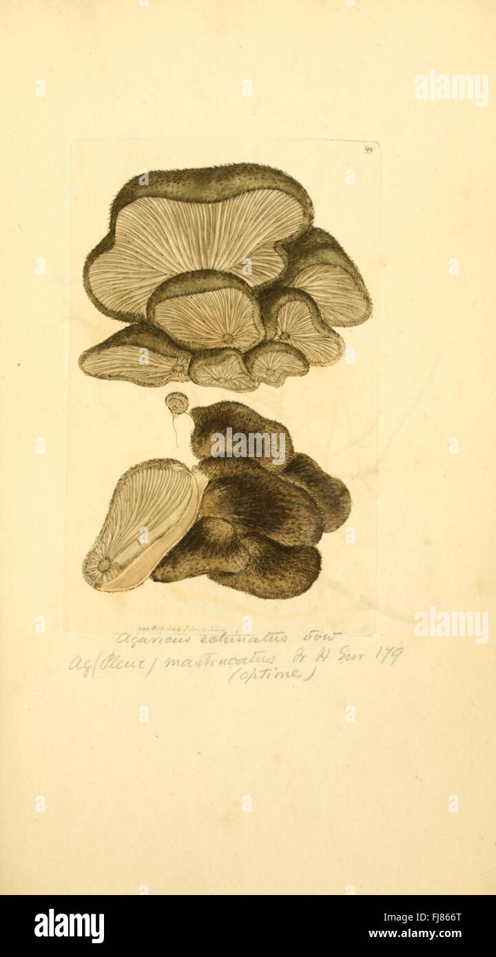 Historical fungi studies hi-res stock photography and images - Alamy
