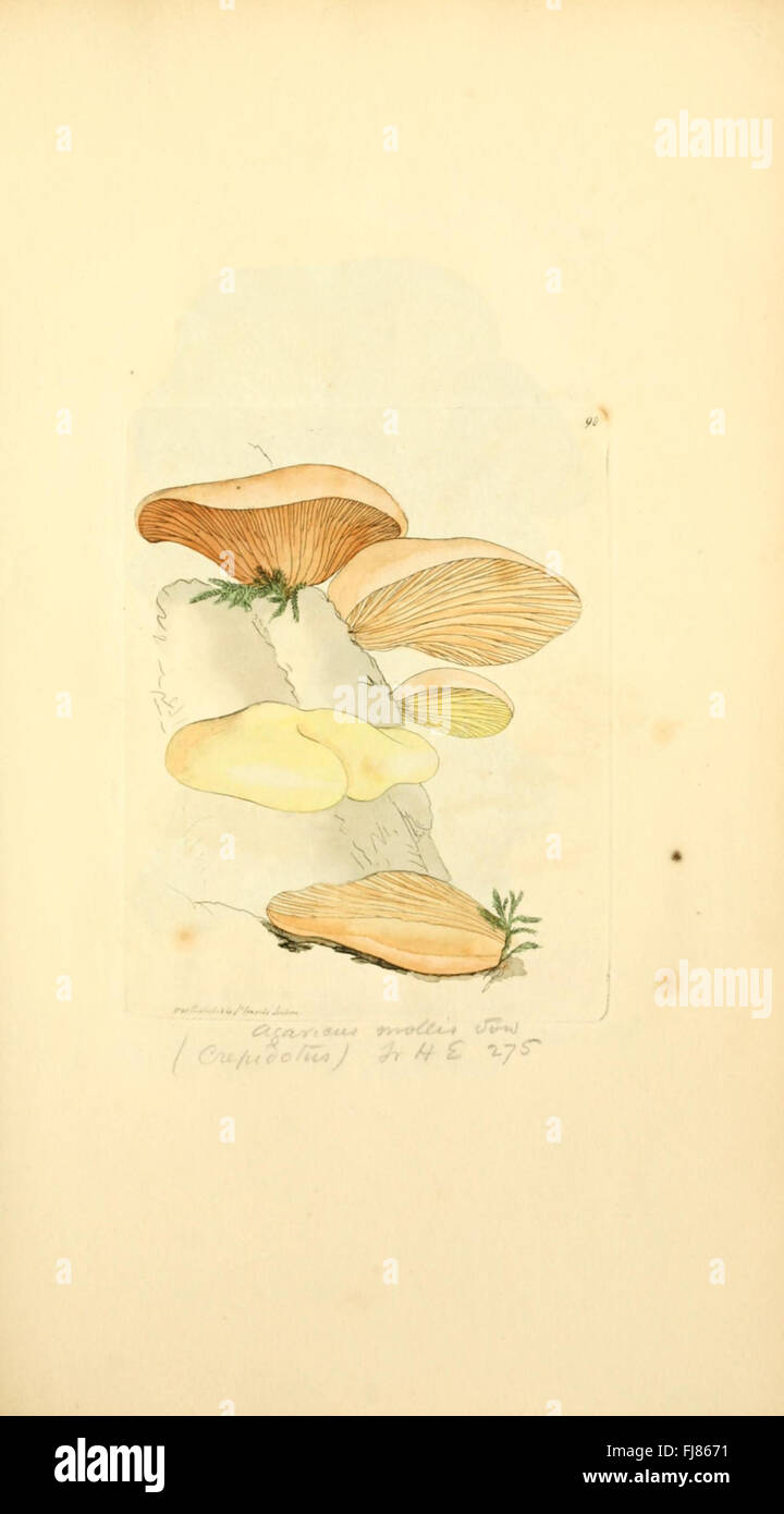 Fungal species descriptions hi-res stock photography and images - Alamy