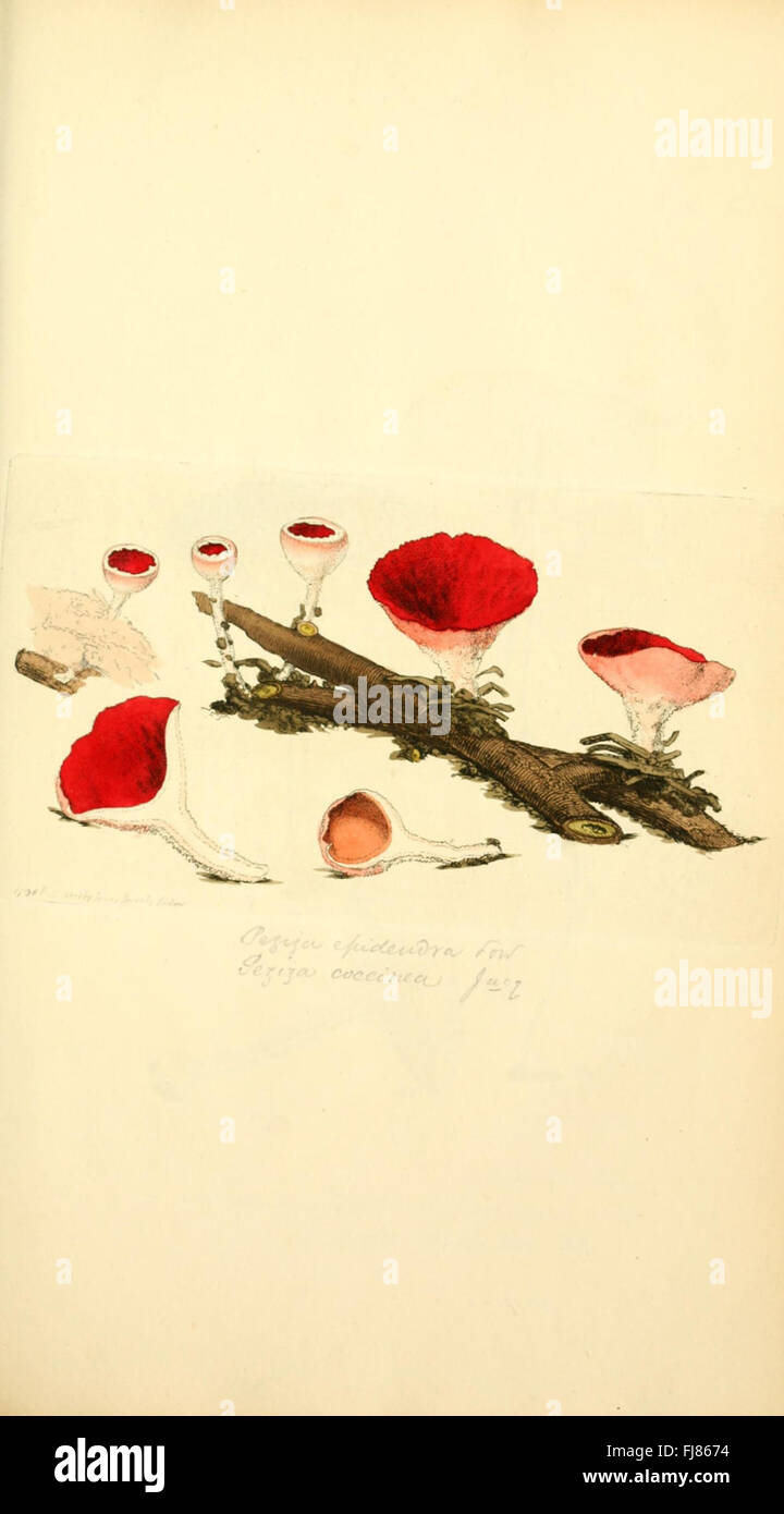 Coloured Figures of English Fungi or Mushrooms (Tab. XIII): A pictorial ...