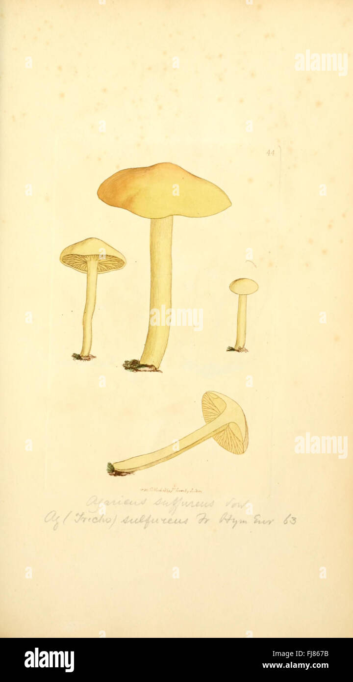 Coloured Figures of English Fungi or Mushrooms, Tab. XLIV: A vivid ...