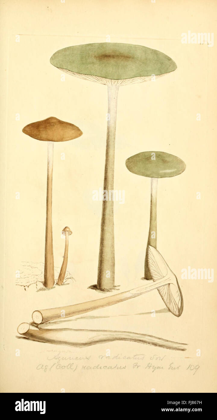 Mycology catalog hi-res stock photography and images - Alamy