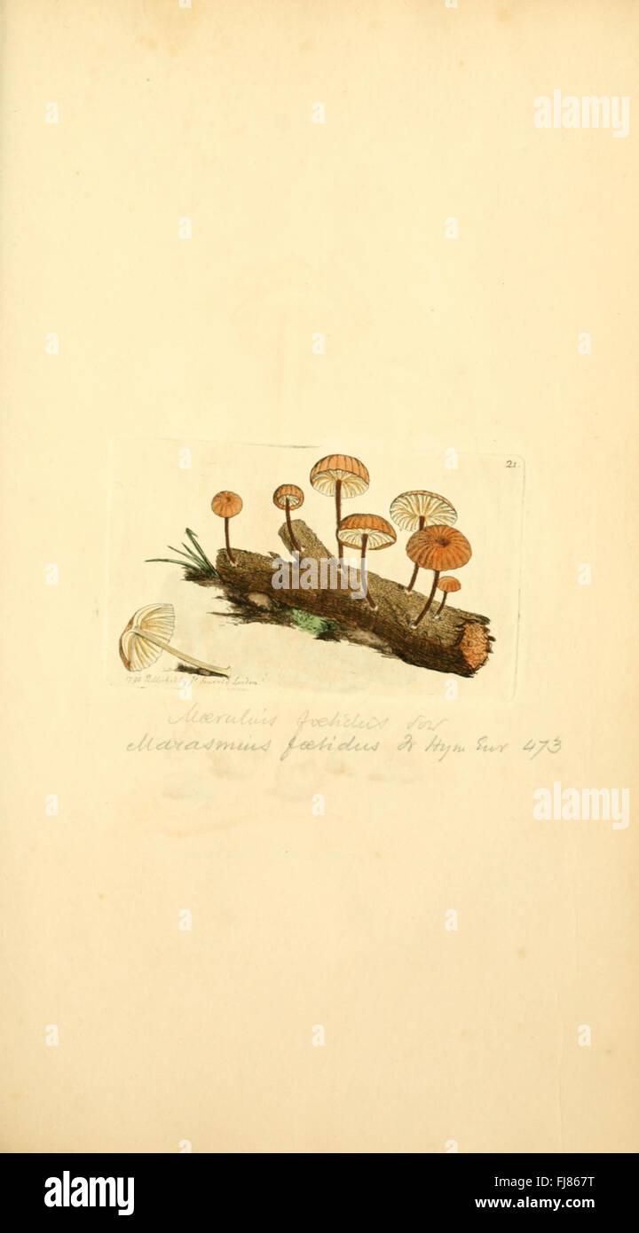 A collection of illustrated fungi and mushrooms native to England ...