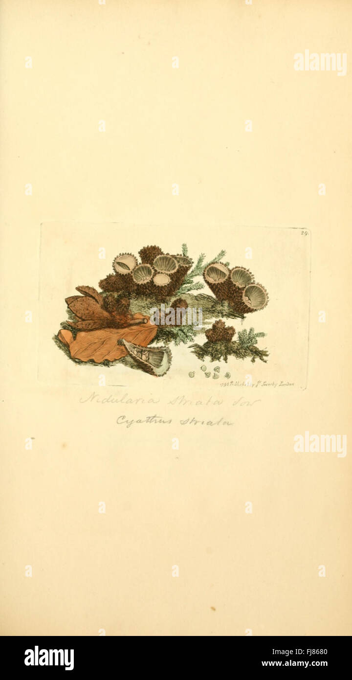Fungal species descriptions hi-res stock photography and images - Alamy