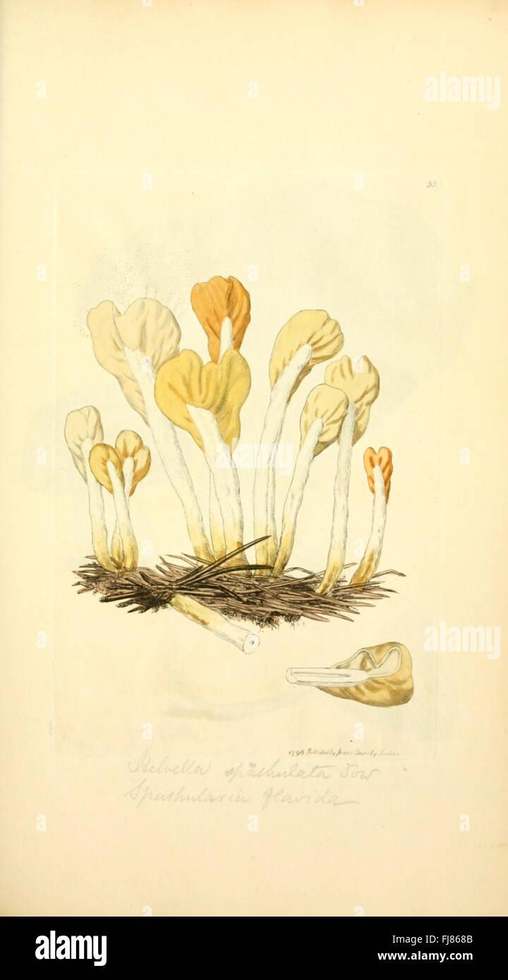 Illustration of English fungi or mushrooms from 'Coloured Figures of ...