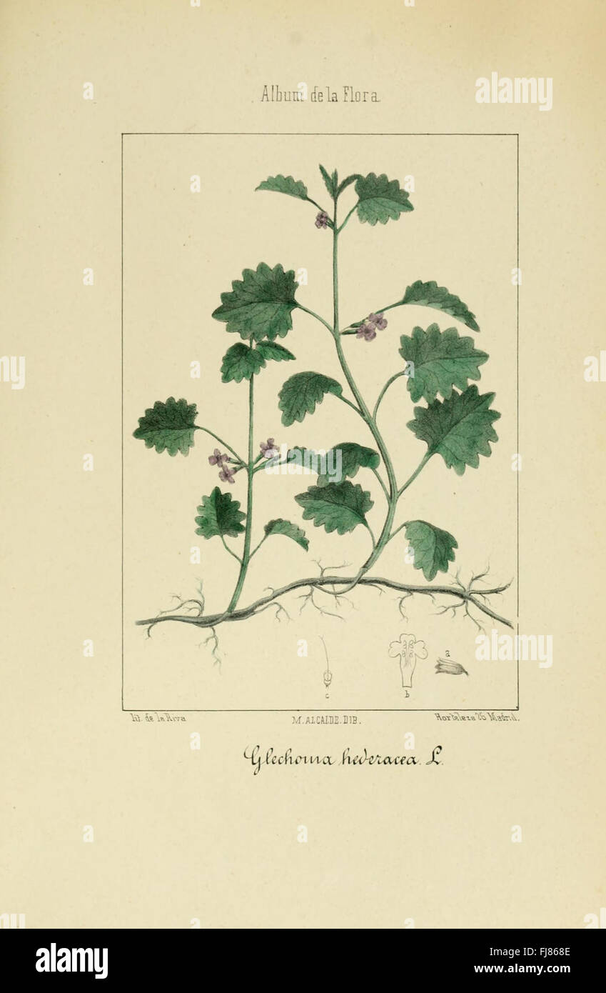 Album de la flora médico-farmacéutica e industrial, indígena y exótica ...