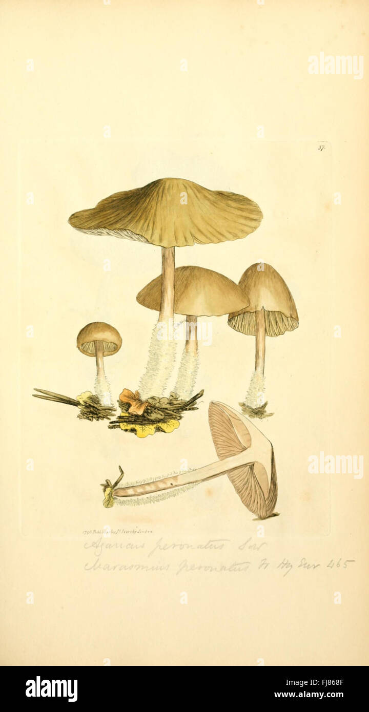 Coloured figures of English fungi or mushrooms (Tab. XXXVII), England ...