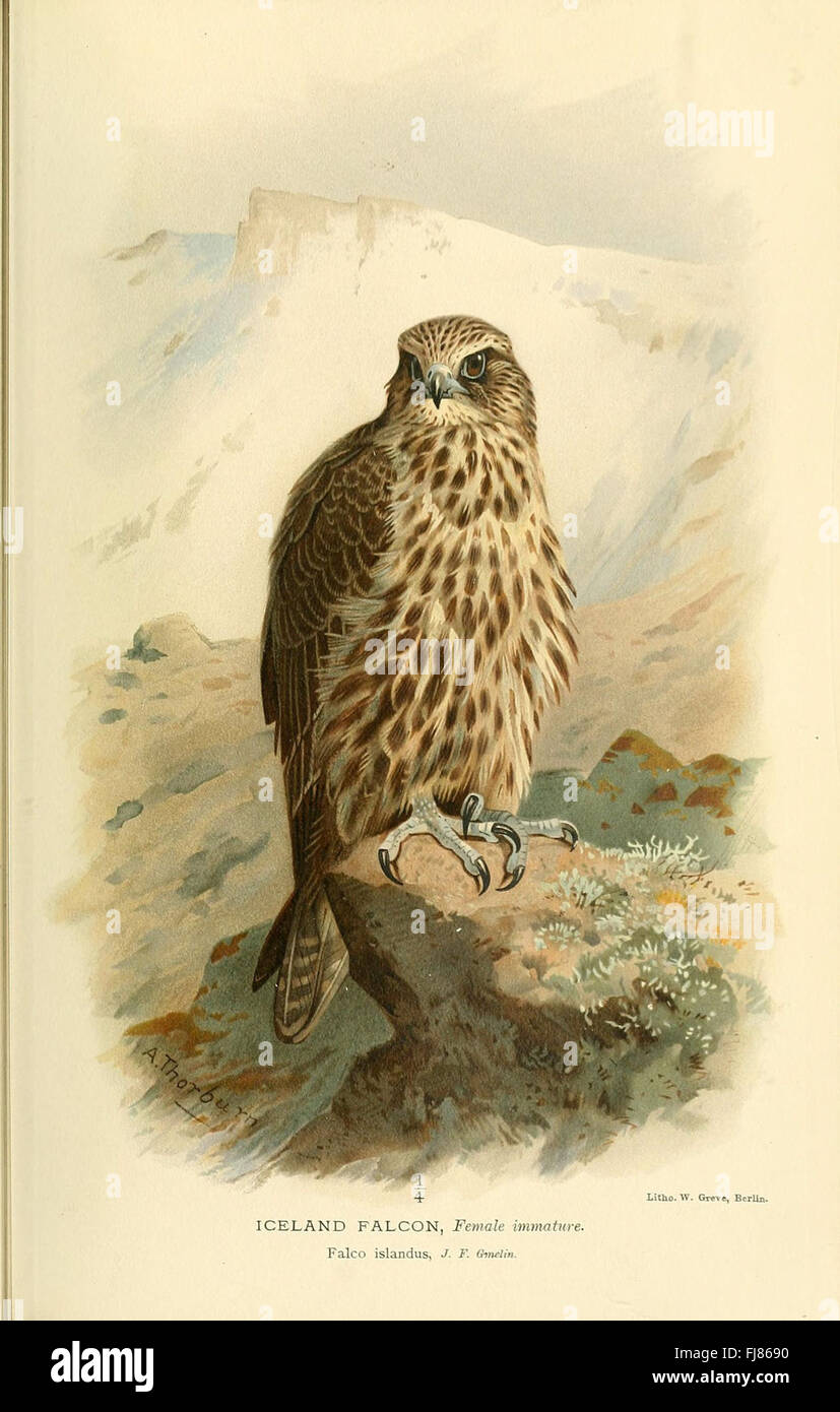 Illustrated ornithological work depicting British bird species with ...