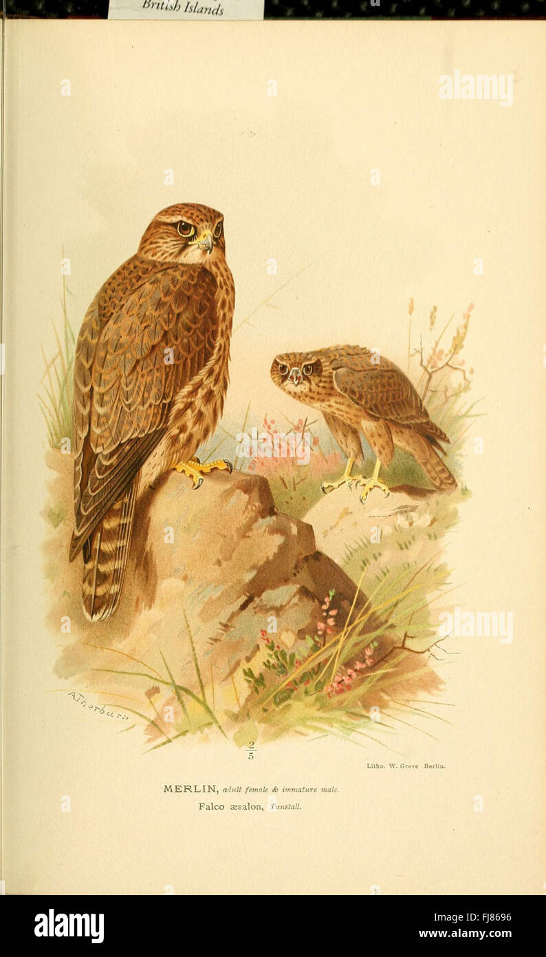 A collection of hand-colored illustrations of British birds, showcasing ...