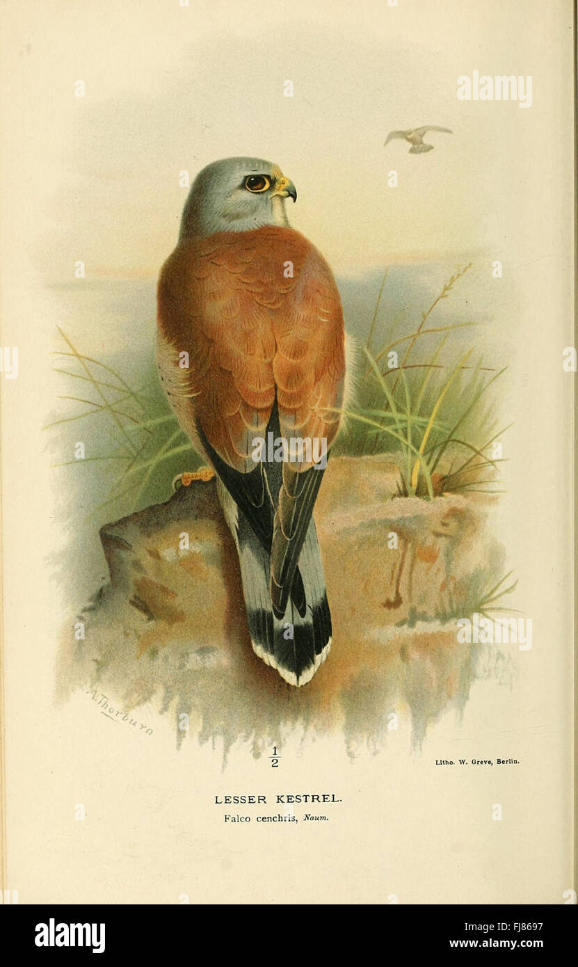 An illustrated work by Lord Lilford featuring detailed depictions of ...