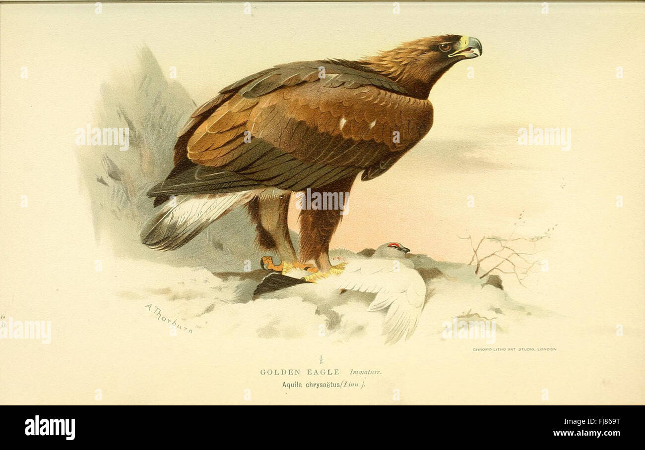 Lord Lilford's 'Coloured Figures of the Birds of the British Islands ...