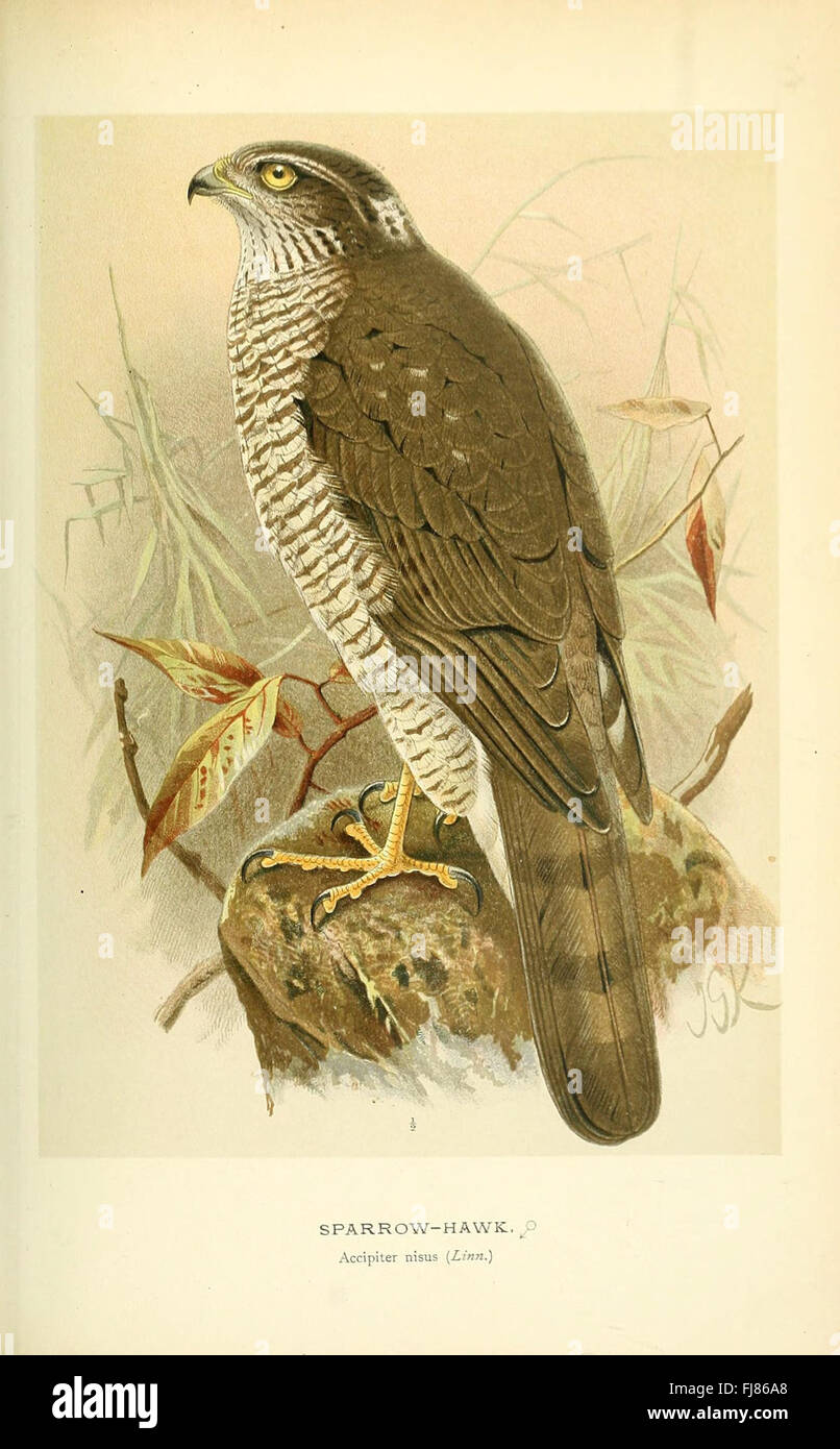 A beautifully illustrated work showcasing the birds of the British ...