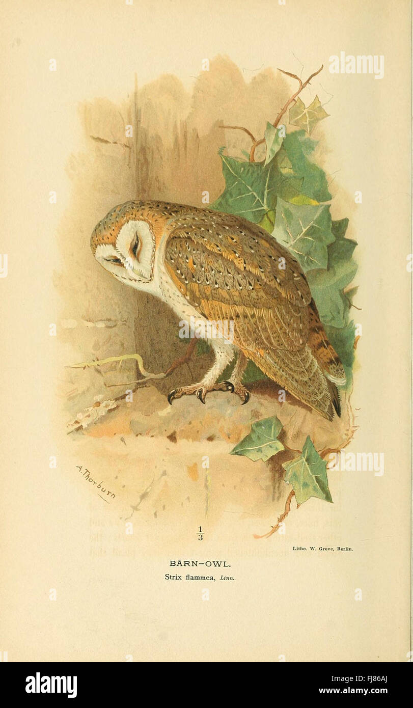 Coloured figures of the birds of the British Islands - issued by Lord ...