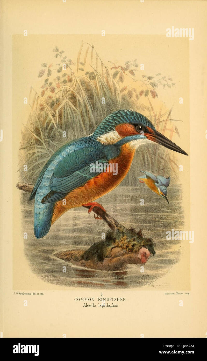 Coloured Figures of British Birds, Lord Lilford, American Museum of ...