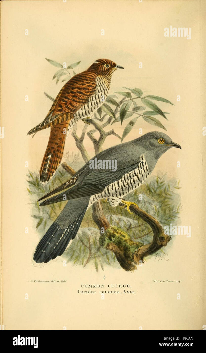 A detailed collection of hand-colored illustrations of British birds ...