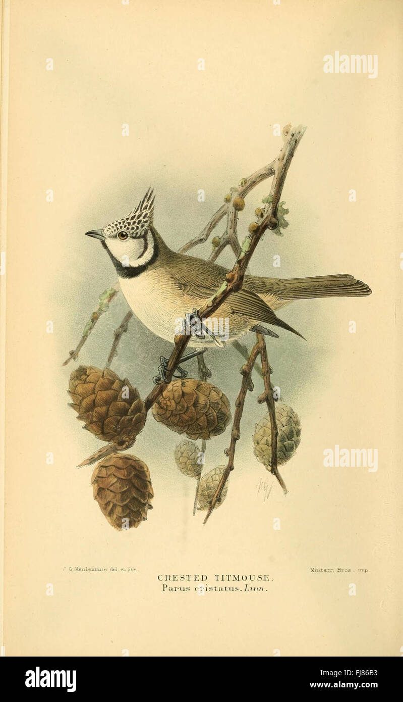 An illustrated work by Lord Lilford, depicting the various bird species ...