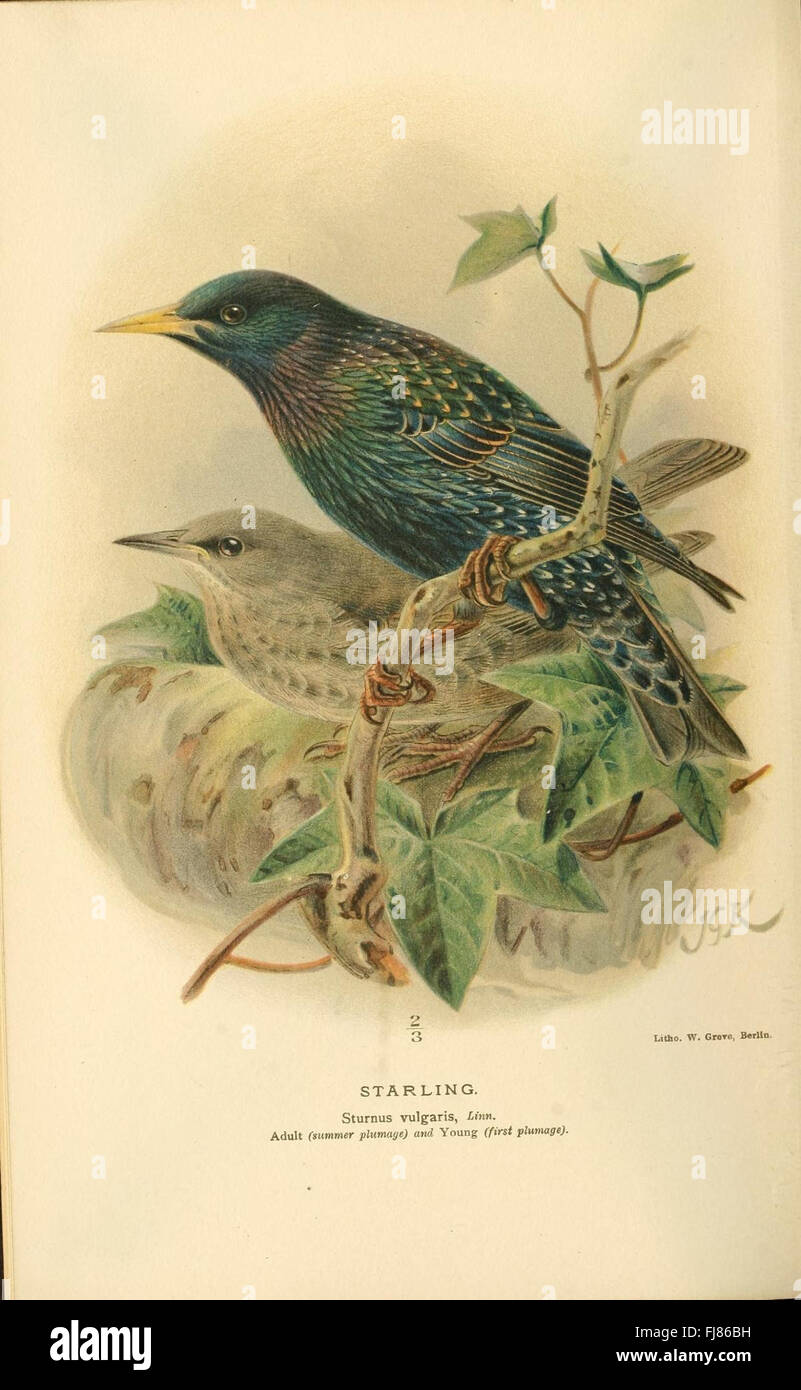Coloured figures of the birds of the British Islands - issued by Lord ...
