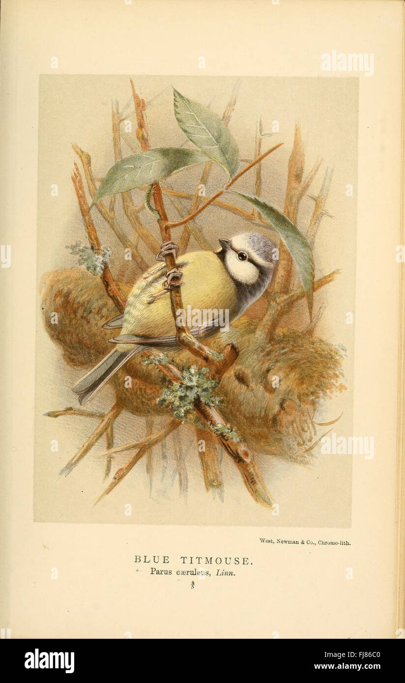 Coloured illustrations of birds from the British Isles, issued by Lord ...