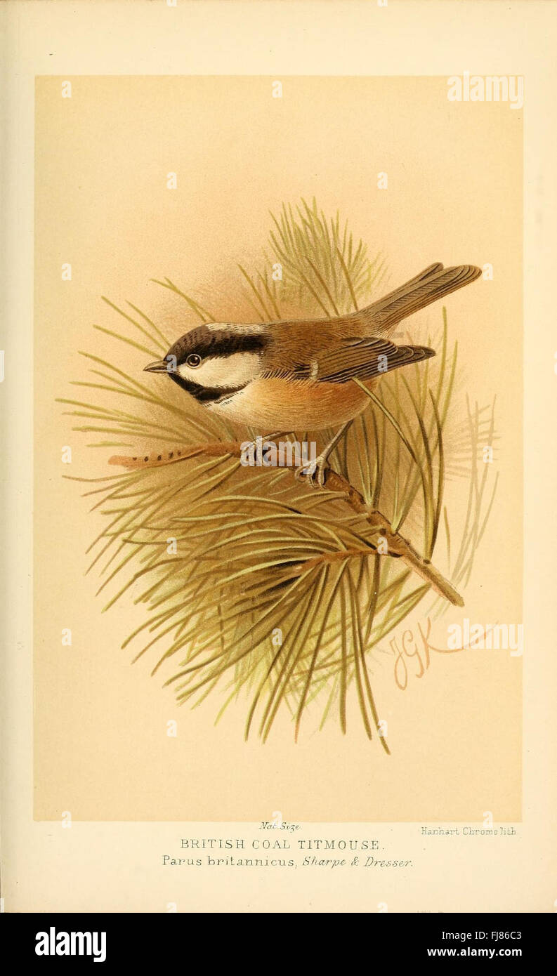 Coloured figures of the birds of the British Islands - issued by Lord ...