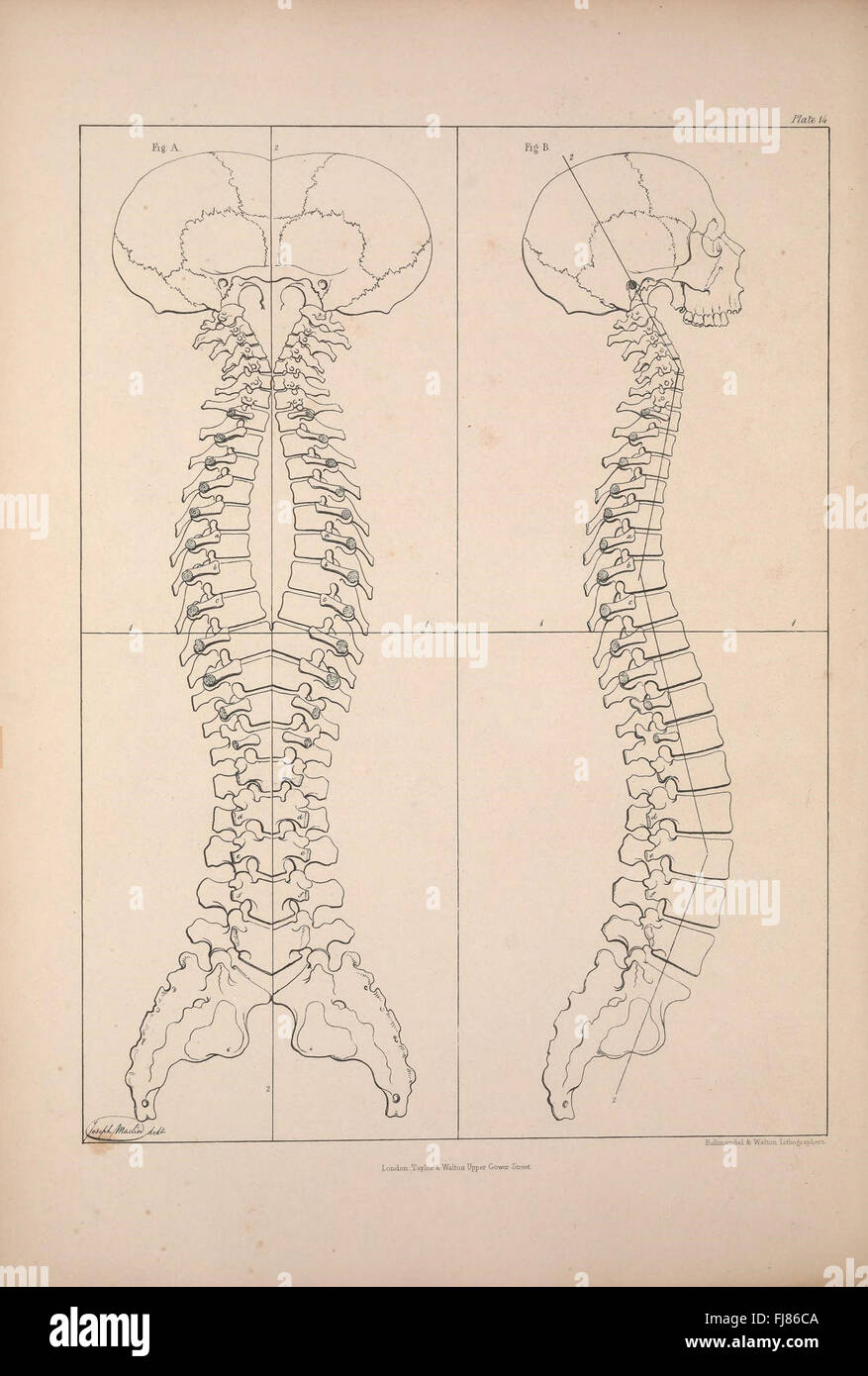 A detailed plate from a comparative osteology study, illustrating the ...