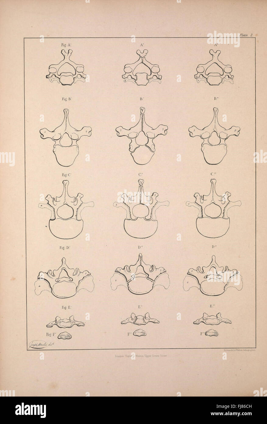 This collection from the Smithsonian Libraries covers comparative ...