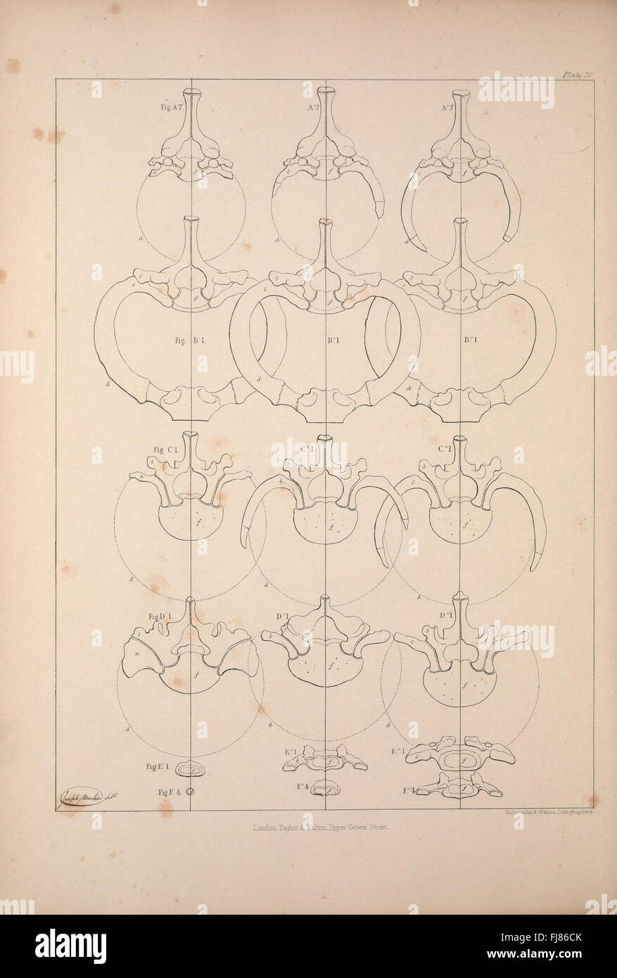 Plate 20 from 'Comparative Osteology' illustrating the skeletal ...