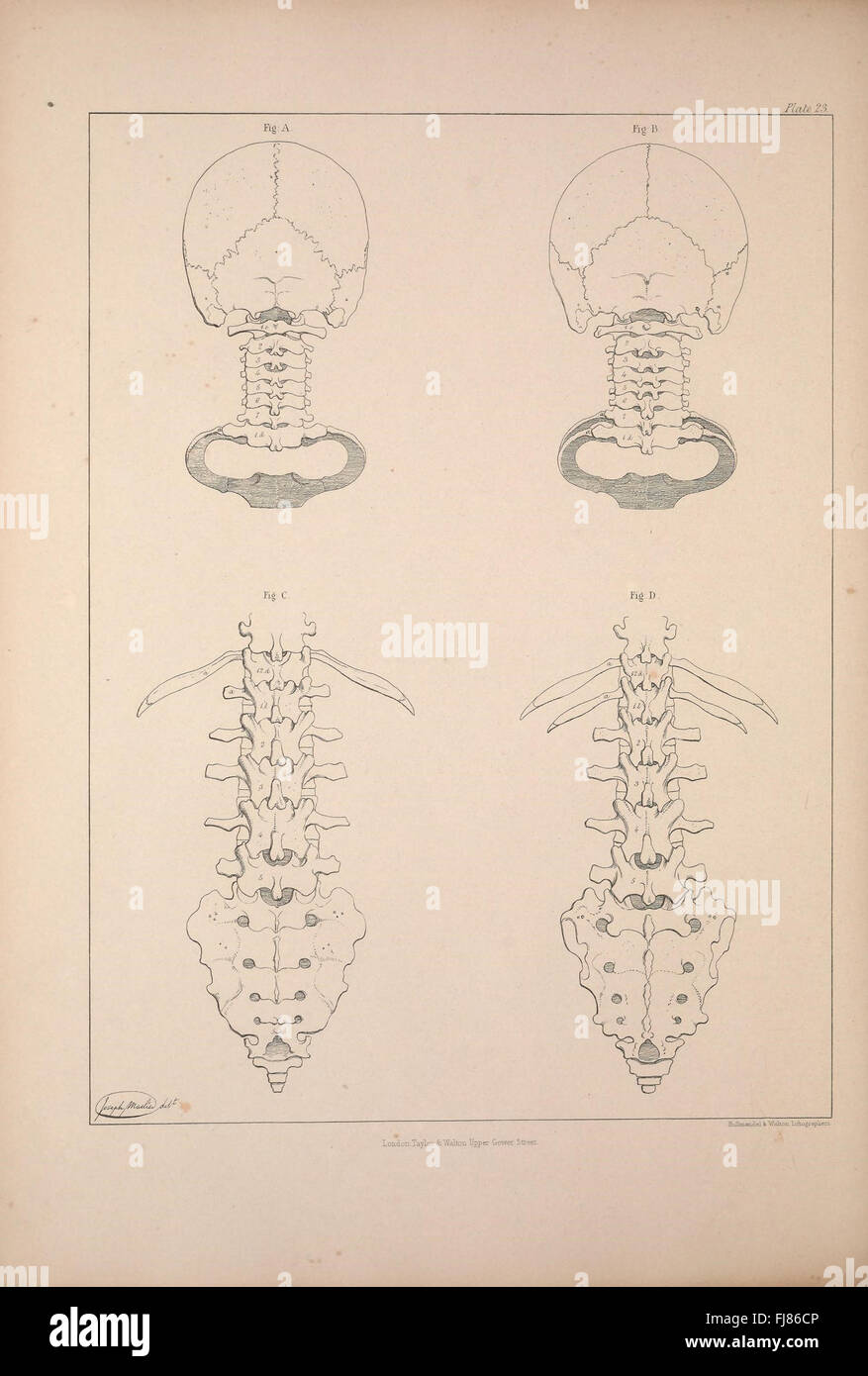 An exploration of comparative osteology, focusing on the bone ...