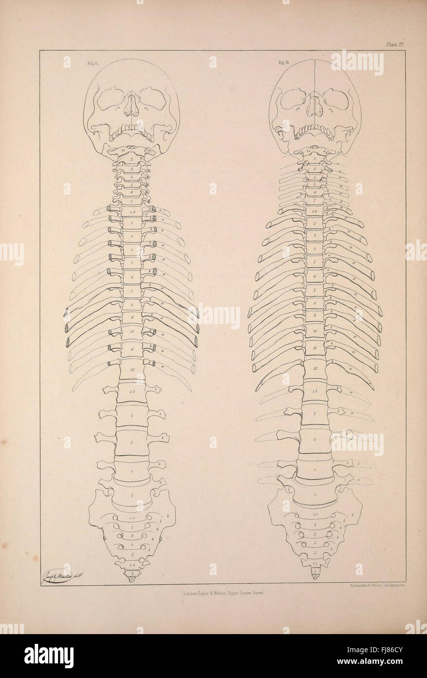 Human skeletons comparative hi-res stock photography and images - Alamy