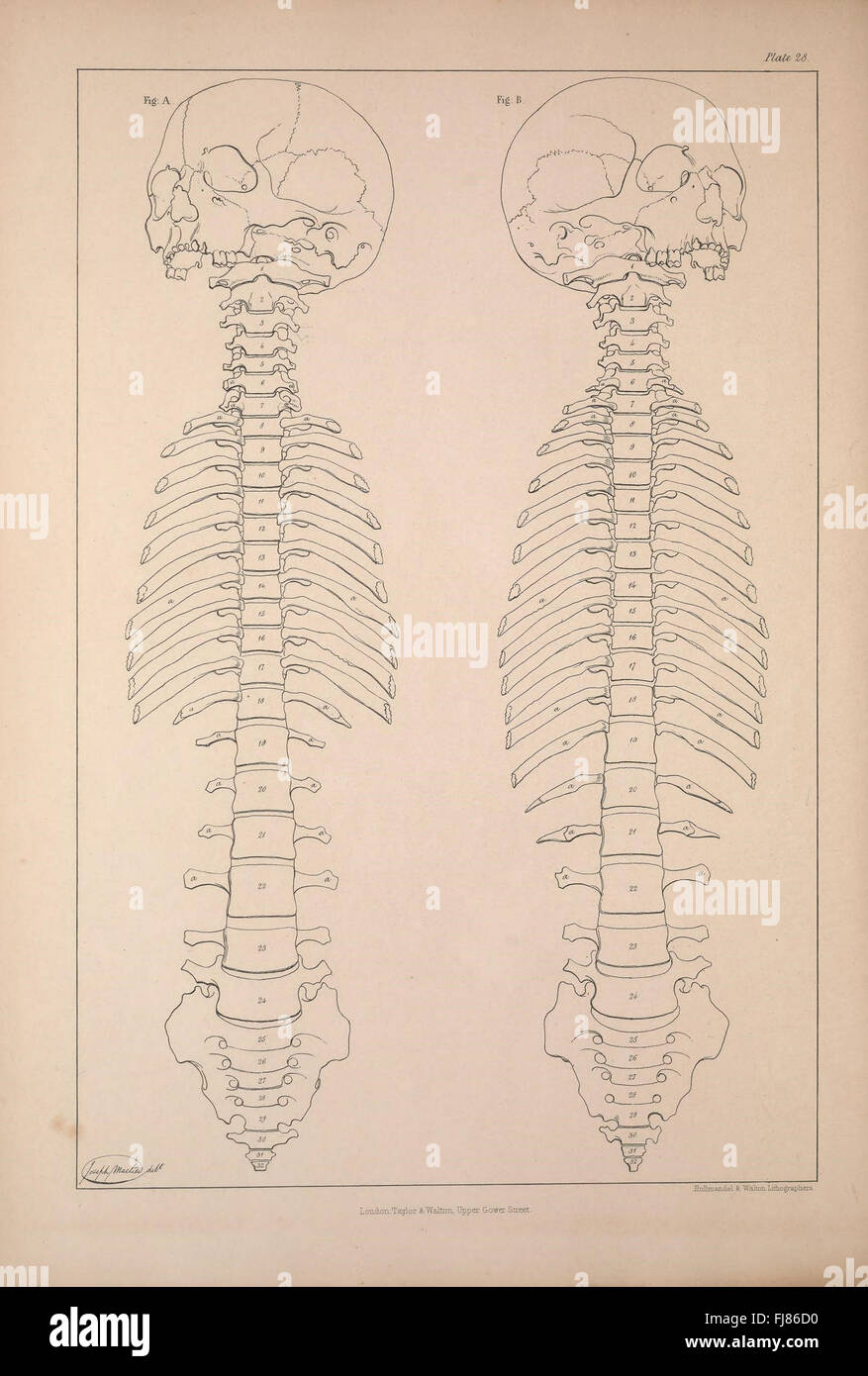 An in-depth study of the bones and skeletal structure across different ...