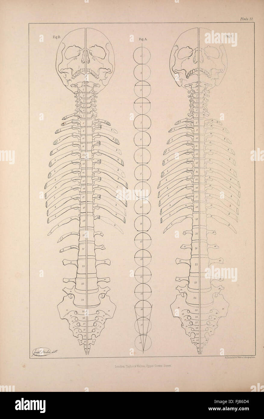 Comparative osteology (Plate 32 Stock Photo - Alamy